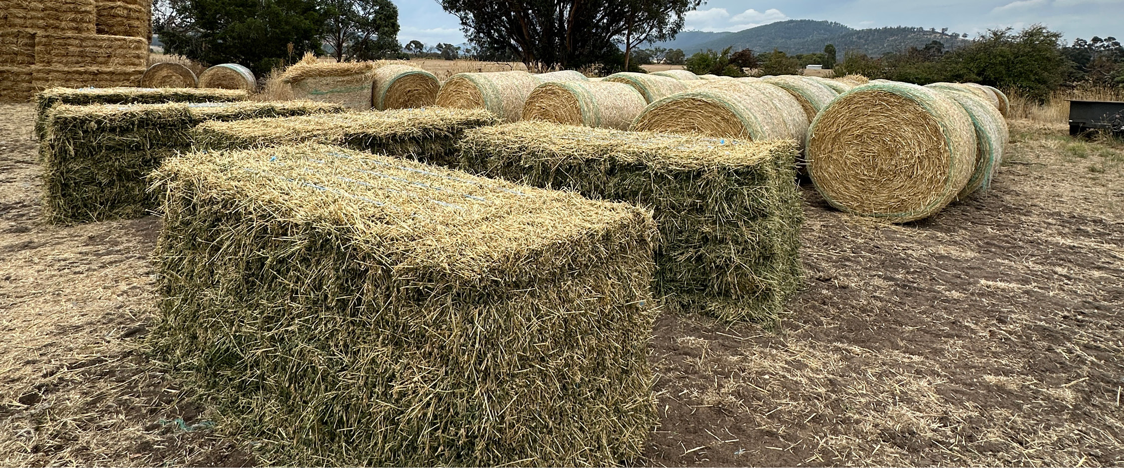 Best Practices for Pasture & Hay Management | AlfaGen Seeds